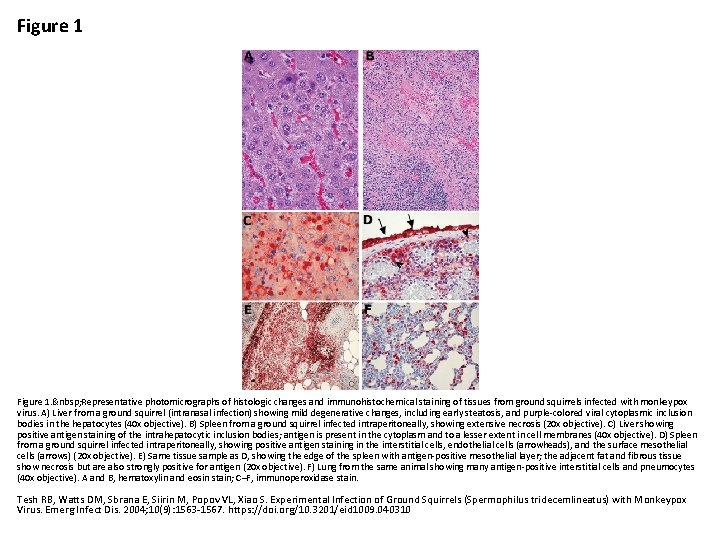 Figure 1 nbsp Representative photomicrographs of histologic changes