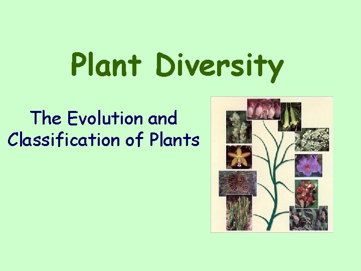 Plant Diversity The Evolution and Classification of Plants