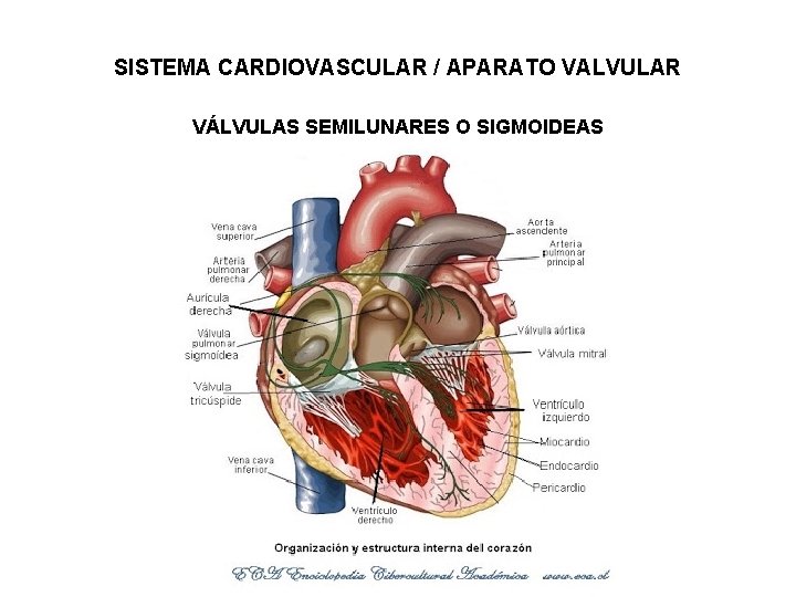 SISTEMA CARDIOVASCULAR LOCALIZACIN DEL CORAZN q El sistema