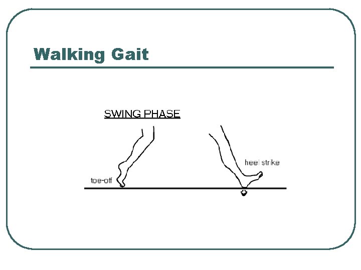 Lower Leg and Ankle Walking Gait l Stance