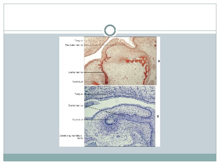 Development and Growth of Teeth The primitive oral