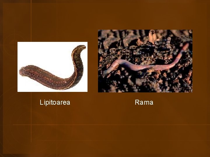 Viermii sunt animale nevertebrate lipsite de picioare care