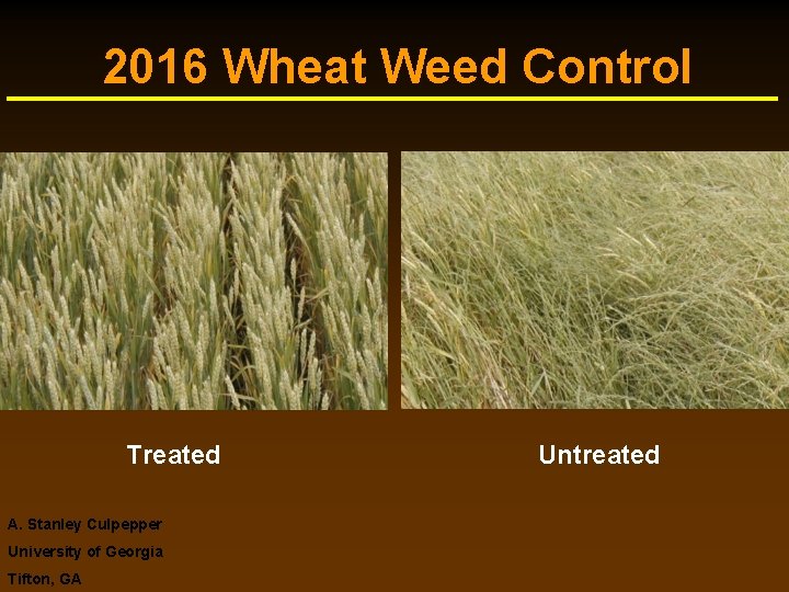 2016 Wheat Weed Control Treated A Stanley Culpepper
