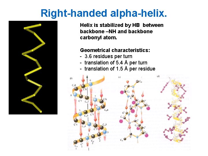 Principles of protein structure and stability Polypeptide bond