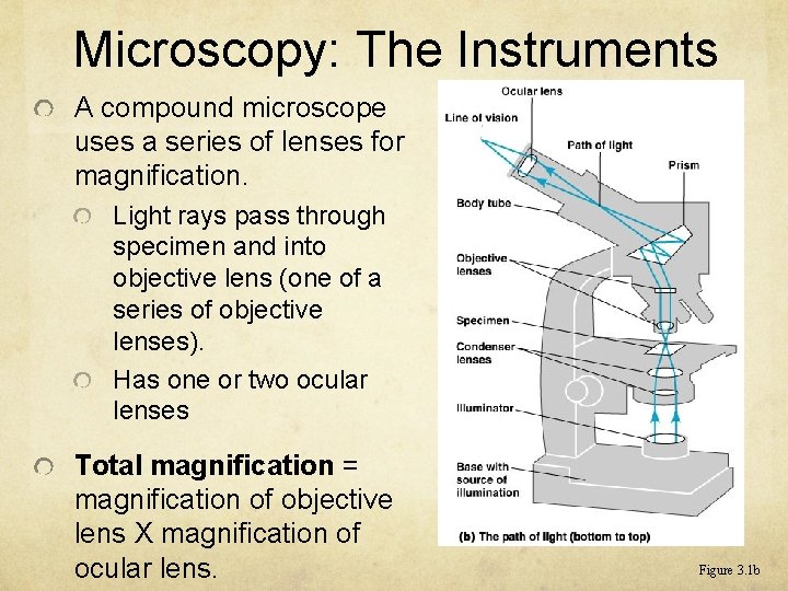 Microscopes Microscopy The Instruments A compound microscope uses