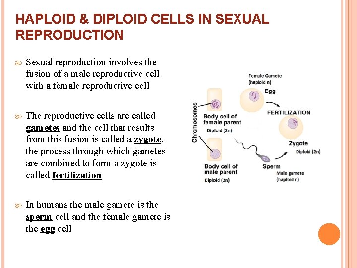SEXUAL REPRODUCTION When somatic cells undergo mitosis as