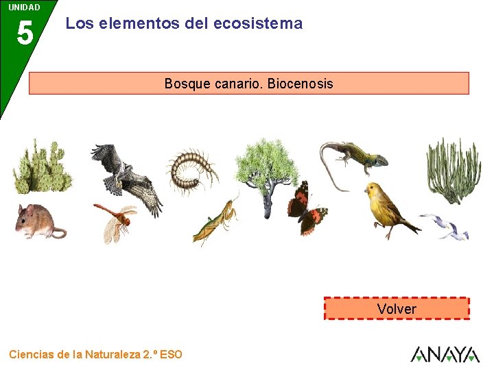 UNIDAD 5 Los ecosistemas LOS ELEMENTOS DEL ECOSISTEMA