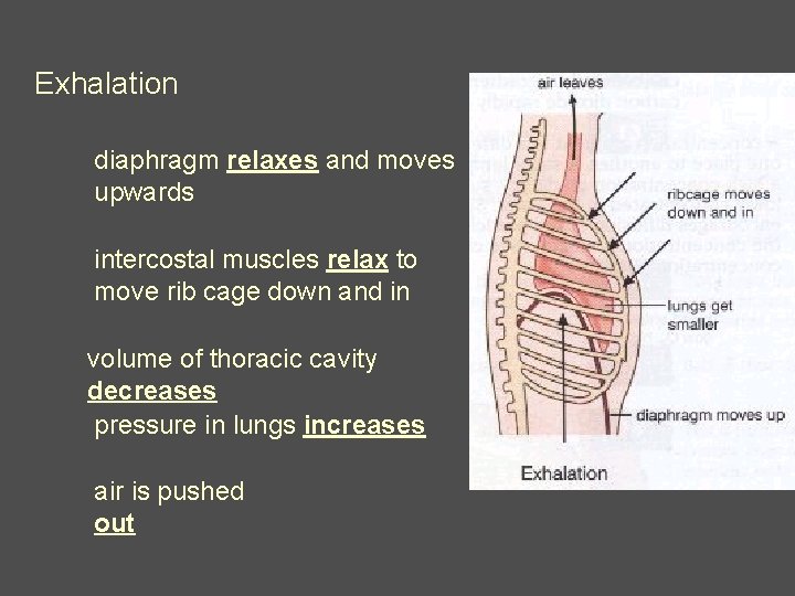 The Respiratory System n The respiratory system functions