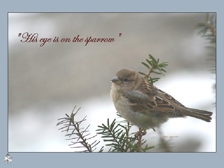 God sees every creature Psalm 33 13 15