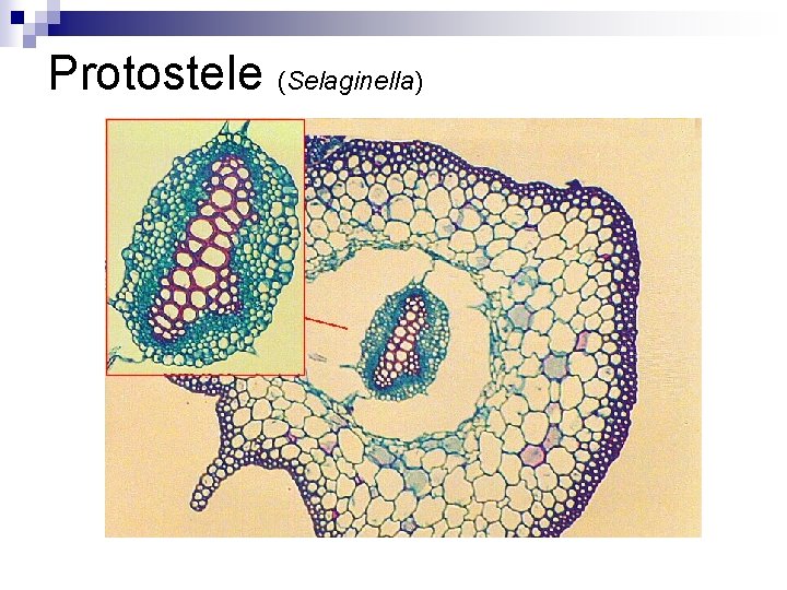 BATANG DAN KARAKTERISTIKNYA Oleh Setiono M Pd BATANG