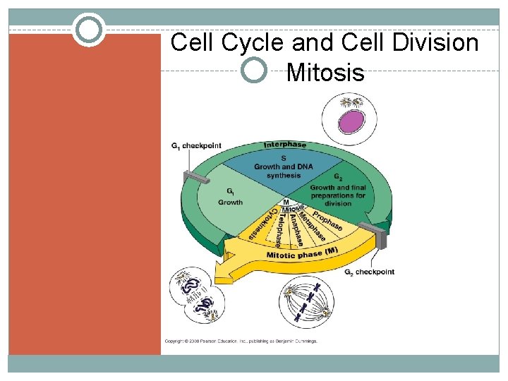 Cell Cycle and Cell Division Mitosis Active versus