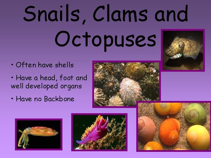 The Animal Kingdom Vertebrates and Invertebrates By Sharon