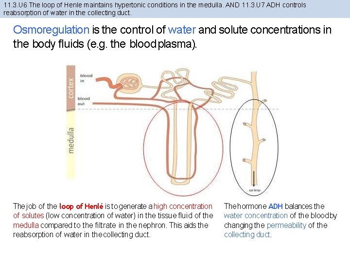 11 3 The kidney and osmoregulation Essential idea