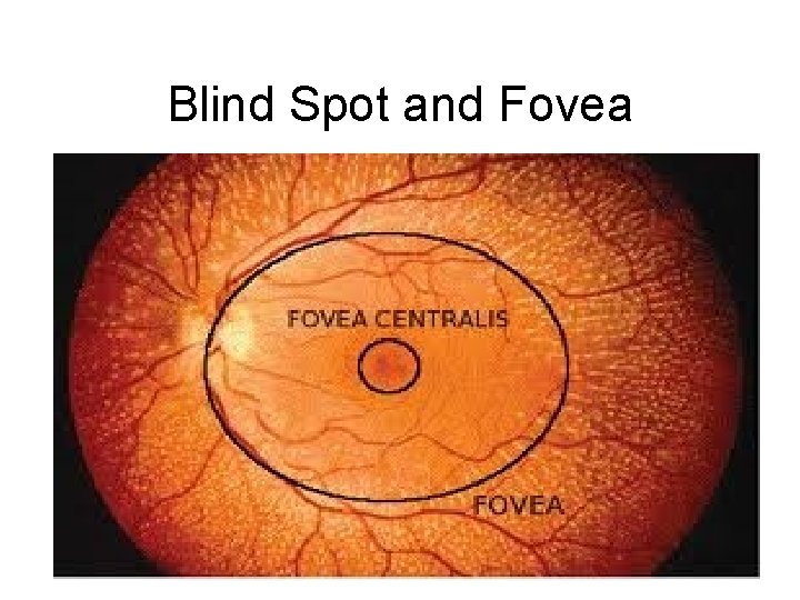 3 D Vision One person holds test tube