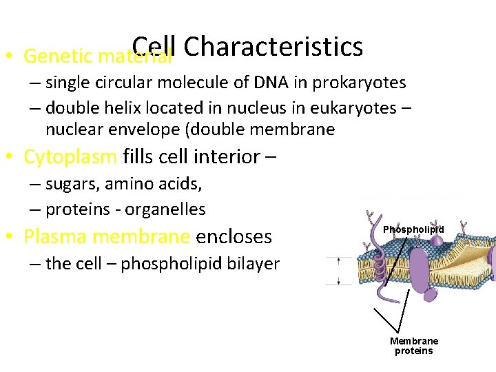 Cell Theory All organisms are composed of one