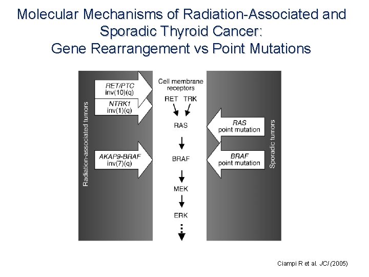 Molecular Genetic Studies in the PostChernobyl Period Yuri