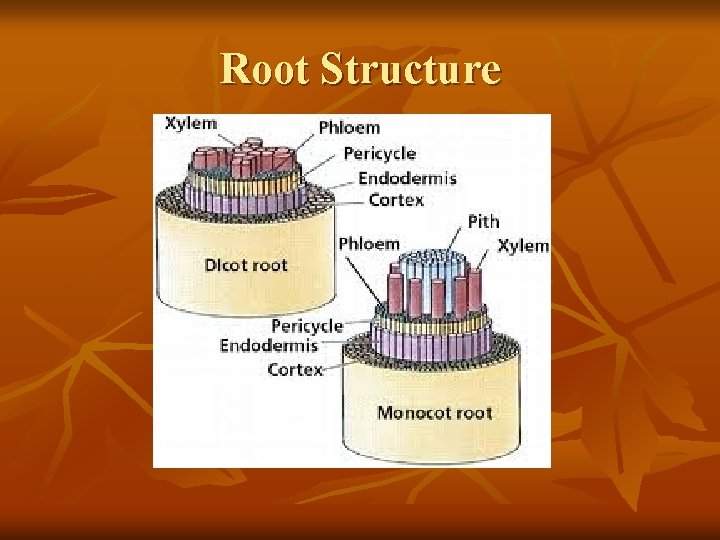 Plant Structures Roots Stems and Leaves What are