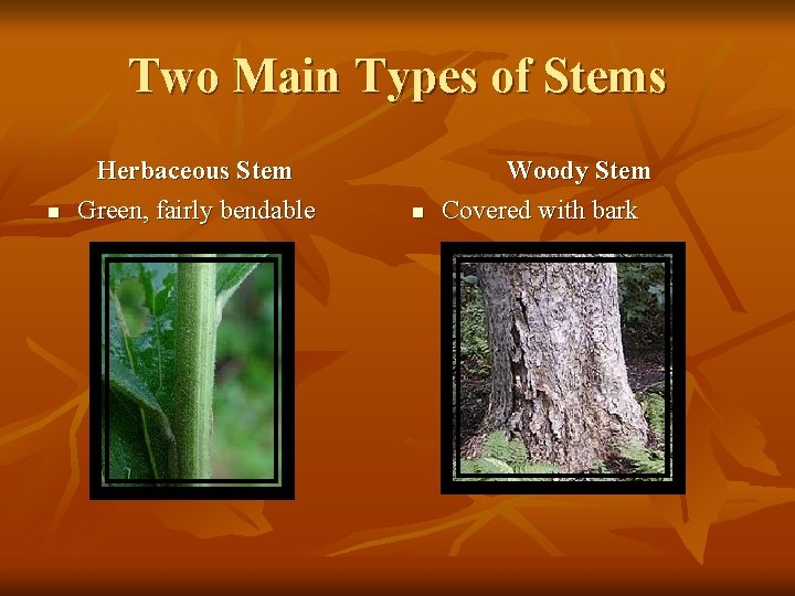 Plant Structures Roots Stems and Leaves What are