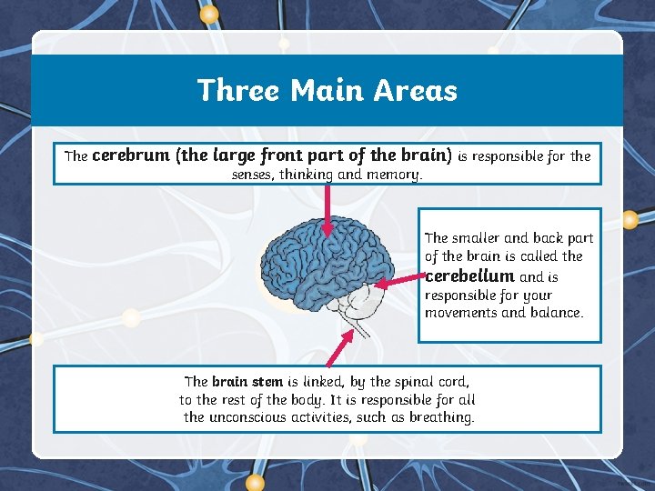 THE HUMAN BRAIN L I To learn about