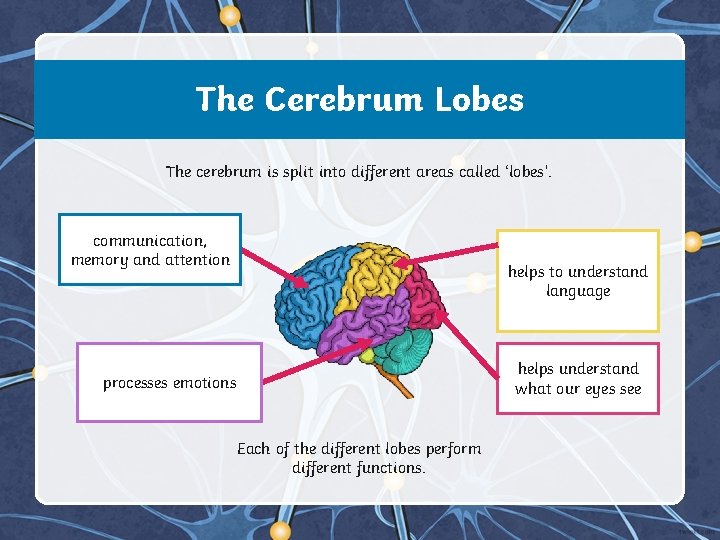 THE HUMAN BRAIN L I To learn about