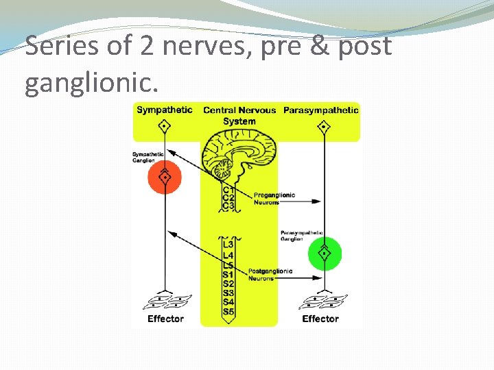 Autonomic Nervous System Dr Madushani Silva MBBS North