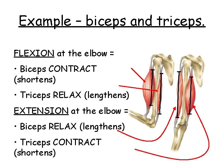 GCSE P E Lesson 3 Muscles HOW MUSCLES