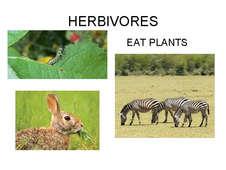 ECOLOGY The study of the interactions between living