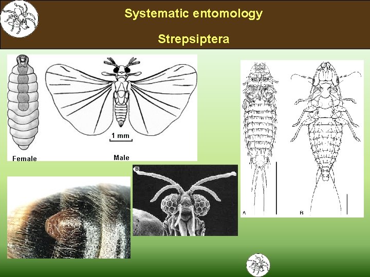 Systematic entomology Strepsiptera Strepsiptera twistedwinged parasites ...