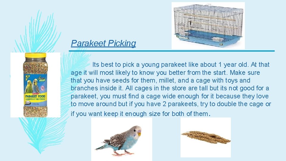 Parakeets By Natalia Szkaluba Introduction A parakeet is
