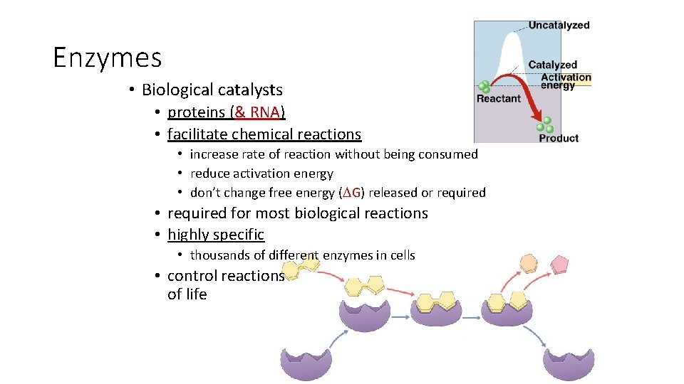Ch 8 Review Endergonic vs exergonic reactions exergonic