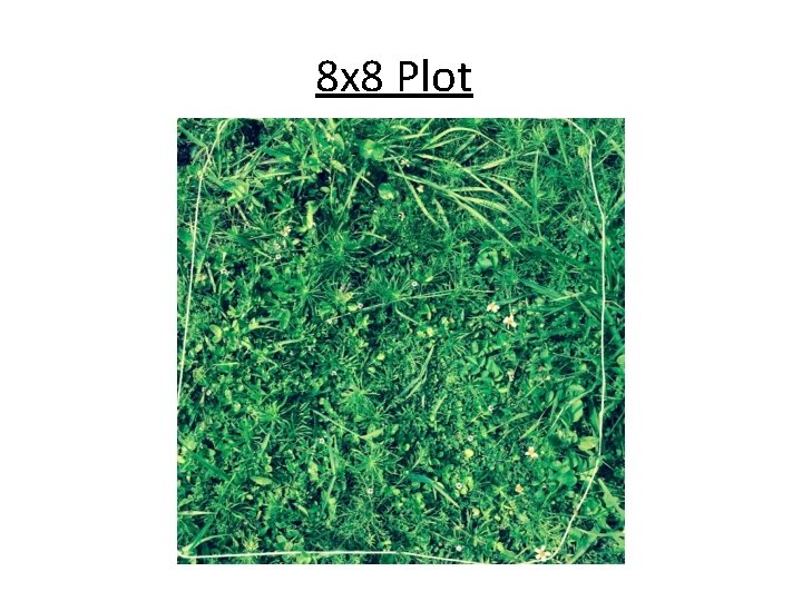 Biodiversity Presentation Josh Sumner 8 x 8 Plot