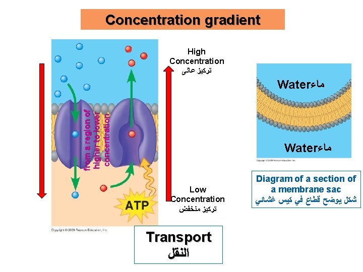 MEMBRANE STRUCTURE AND FUNCTION Copyright 2009 Pearson Education