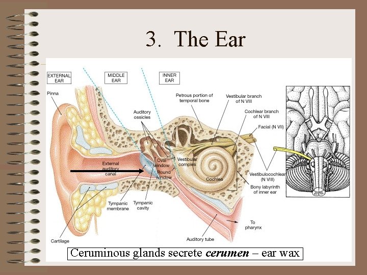 Human Anatomy Special Senses Special Senses 1 2