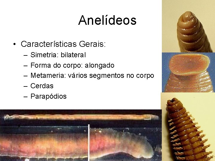 FILOS ANIMAIS ANELDEOS Aneldeos Caractersticas gerais Embriolgicas ...