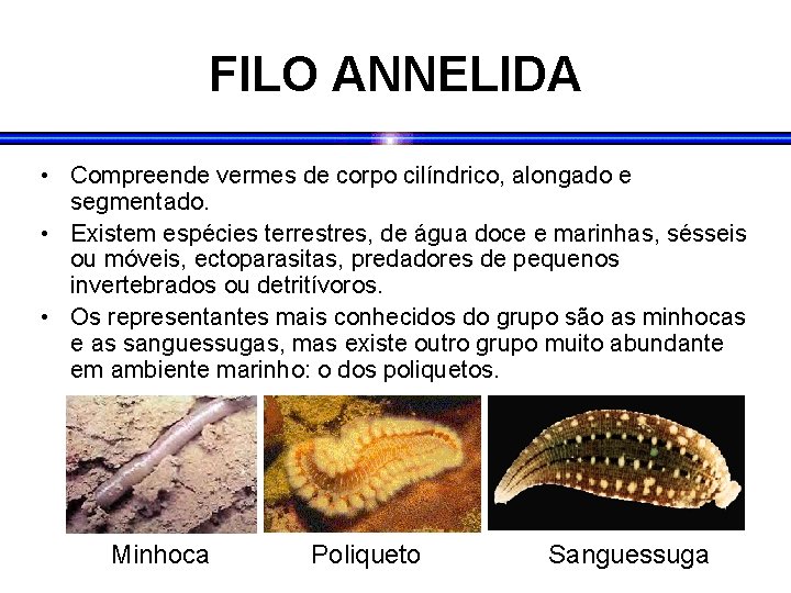 FILOS ANIMAIS ANELDEOS Aneldeos Caractersticas gerais Embriolgicas ...