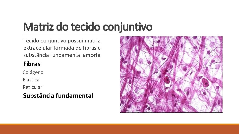 Histologia do Tecido Conjuntivo VERA REGINA ANDRADE 2017