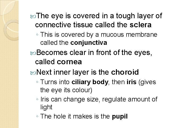 Eye and Ear Eye Bill Nye The Science