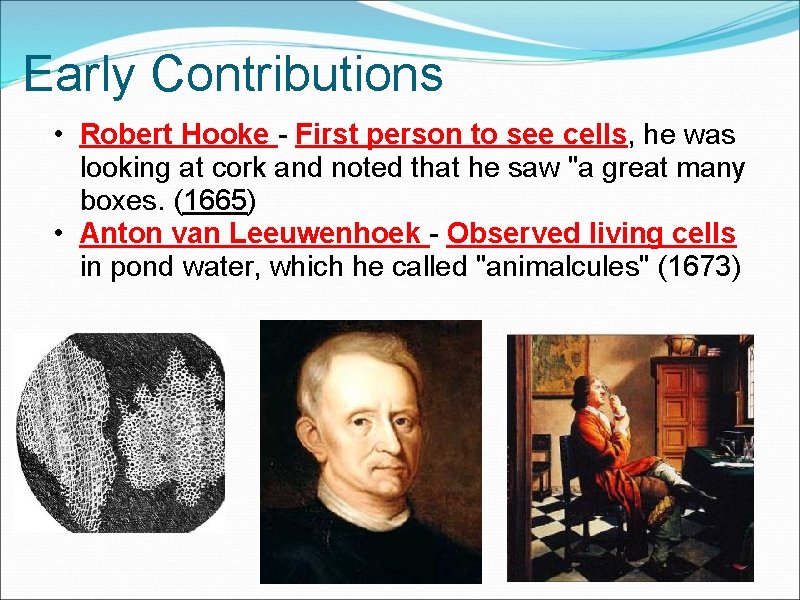Early Contributions Robert Hooke First person to see