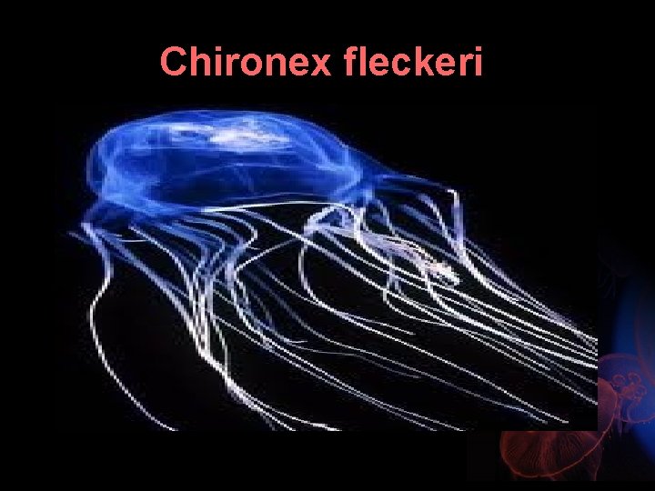 jellyfish Duque Maria Angelica M Gotuato Geneizzel B