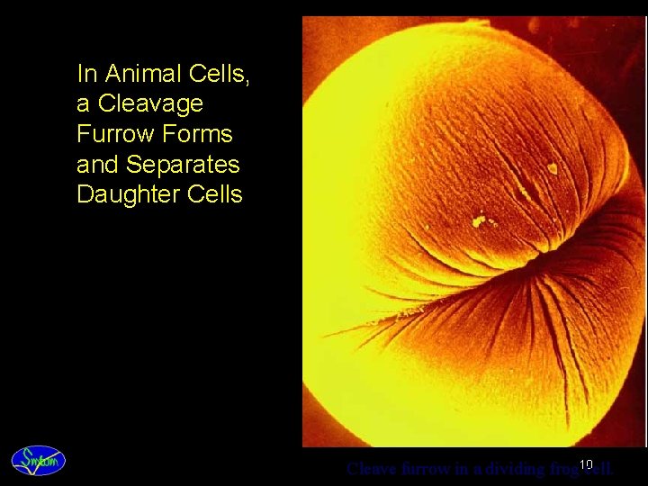 LECTURE 8 MITOSIS AND CYTOKINESIS INTRODUCTION 1 Cell