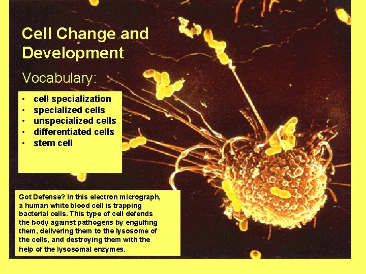 Cell Change and Development Vocabulary cell specialization specialized
