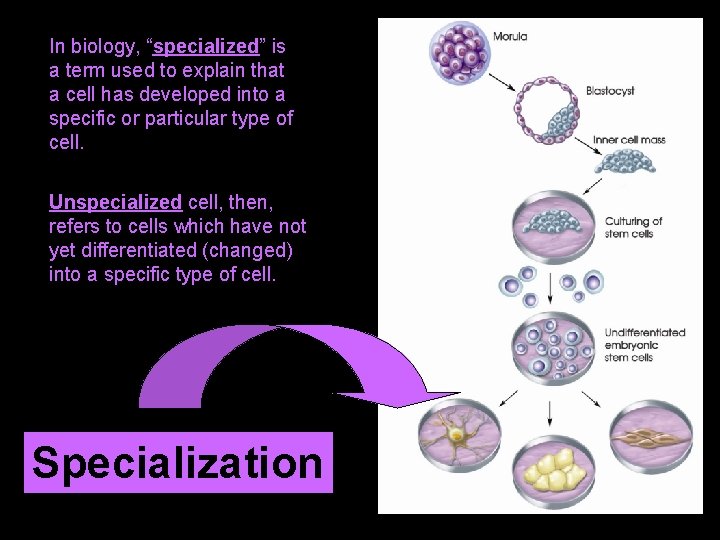 Cell Change and Development Vocabulary cell specialization specialized