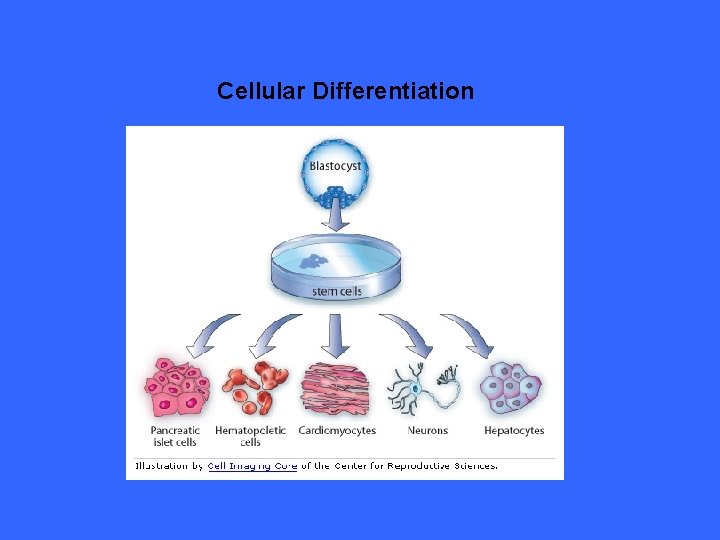 Cell Change and Development Vocabulary cell specialization specialized