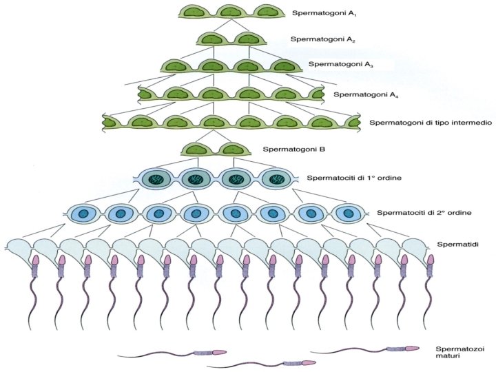 Apparato Riproduttivo Maschile Parte a Testicoli Anatomia Organo