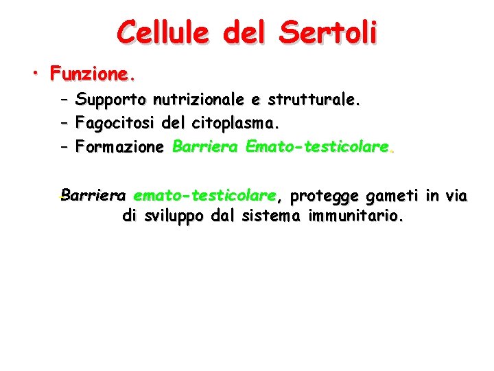 Apparato Riproduttivo Maschile Parte a Testicoli Anatomia Organo