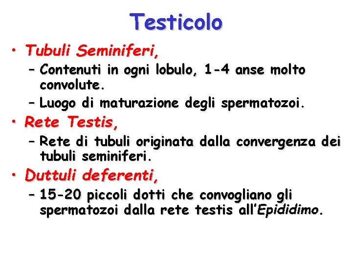 Apparato Riproduttivo Maschile Parte a Testicoli Anatomia Organo