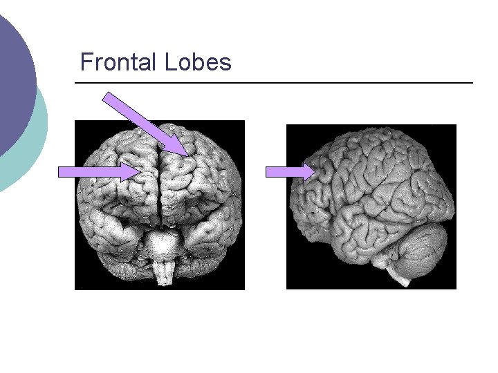 The Behavioral Geography of the Brain Chapter 2