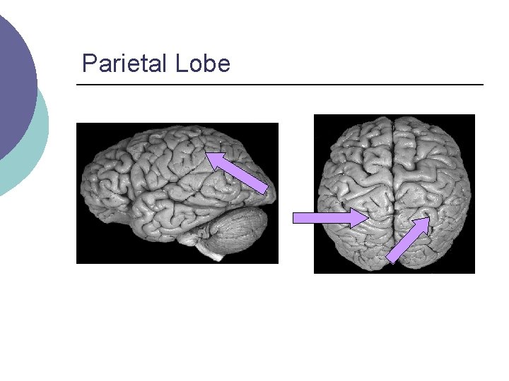 The Behavioral Geography of the Brain Chapter 2