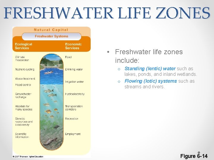 Freshwater Organisms and Niches AQUATIC ENVIRONMENTS Saltwater and