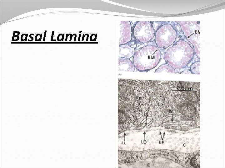 Types of Body Tissues 1 Epithelial tissue 2
